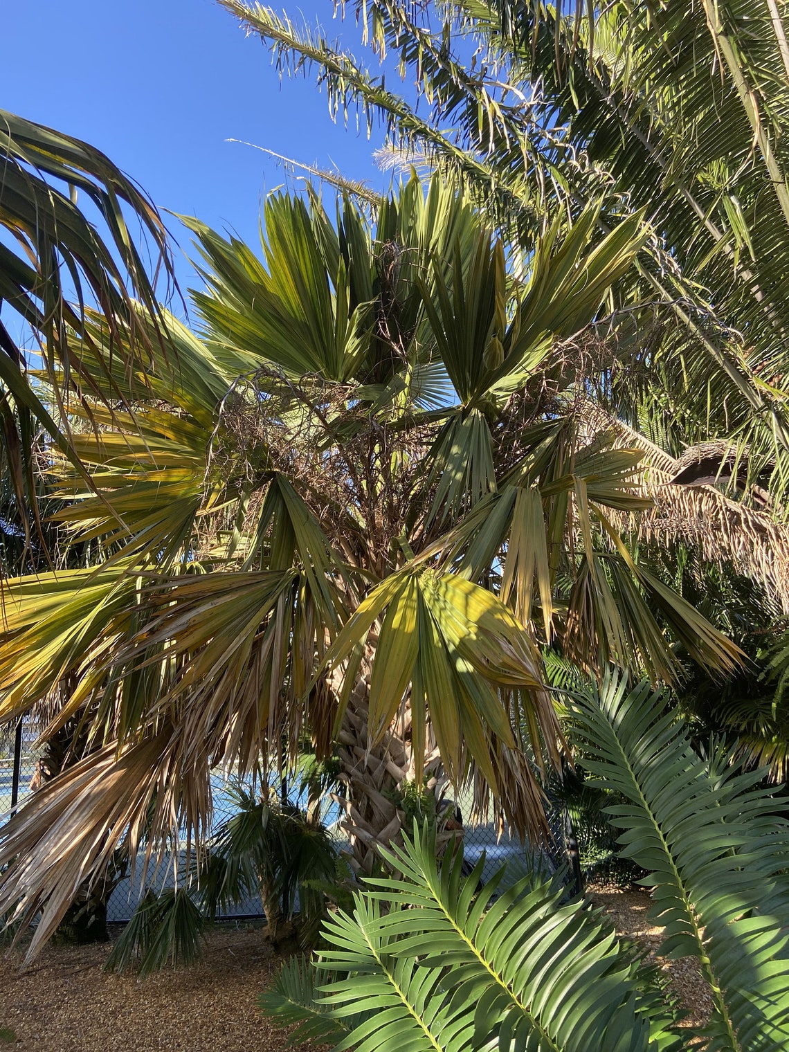 Sabal Palmetto 'lisa' - Mutant Palm! - Etsy