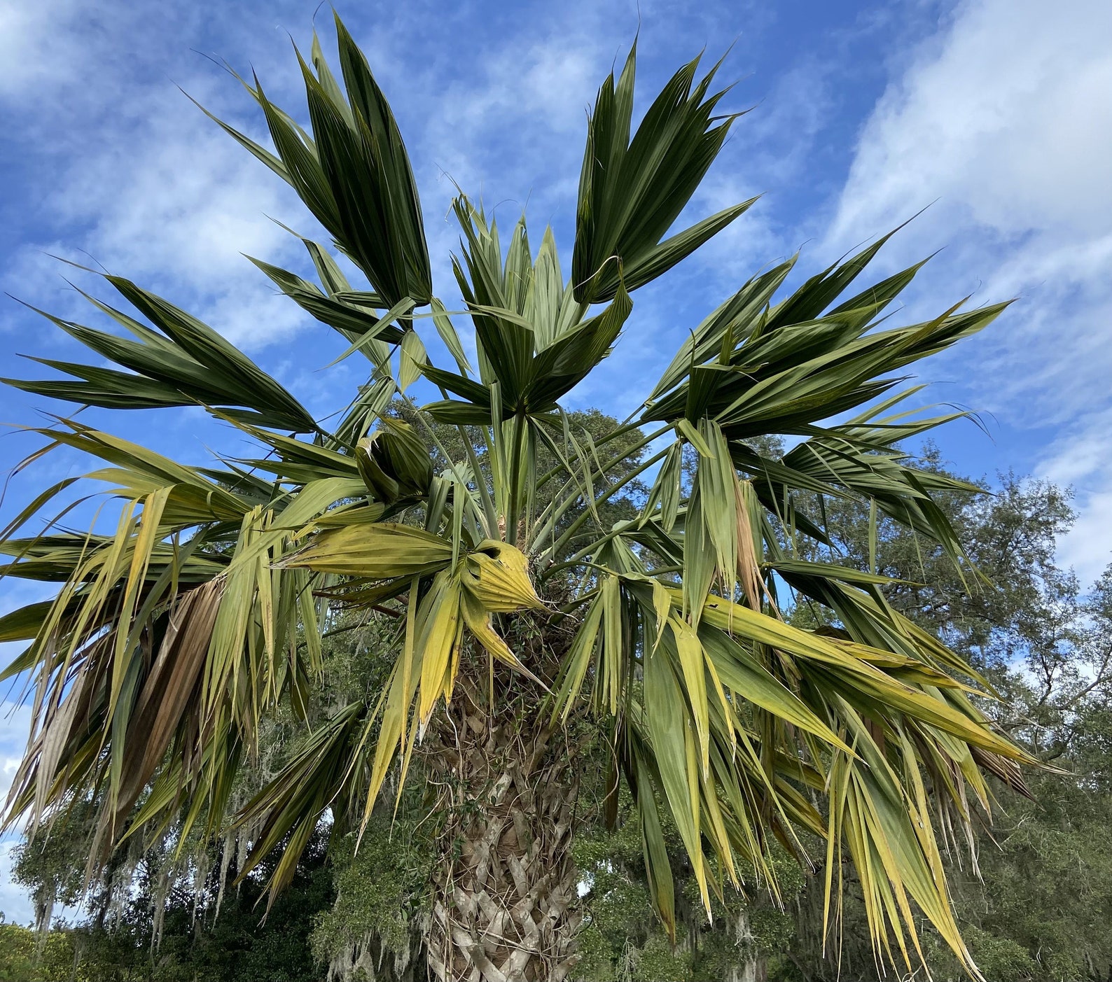 Sabal Palmetto 'lisa' - Mutant Palm! - Etsy
