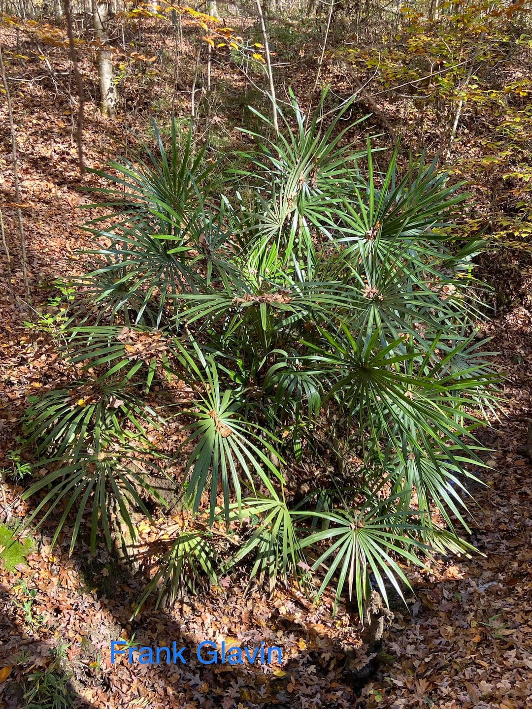 Rhapidophyllum Hystrix Seeds. Needle Palm, Cold Hardy! - Etsy
