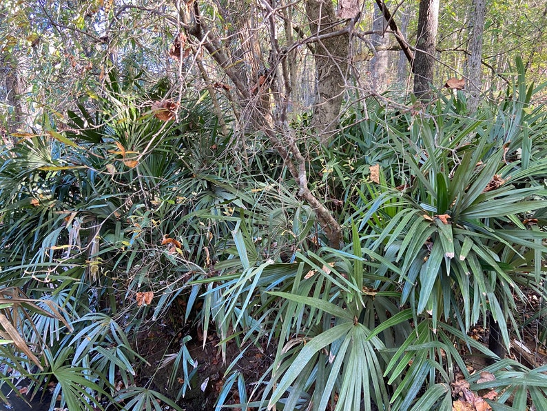 Rhapidophyllum Hystrix Seeds. Needle Palm, Cold Hardy! - Etsy