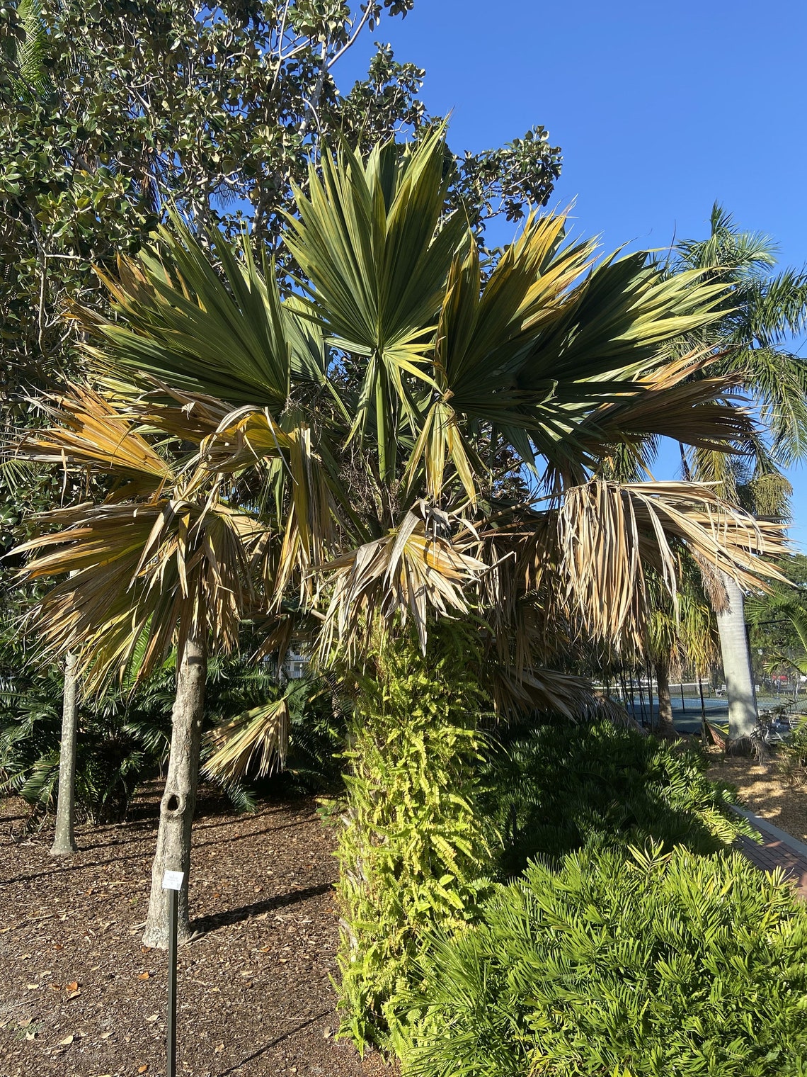 Sabal Palmetto 'lisa' - Mutant Palm! - Etsy