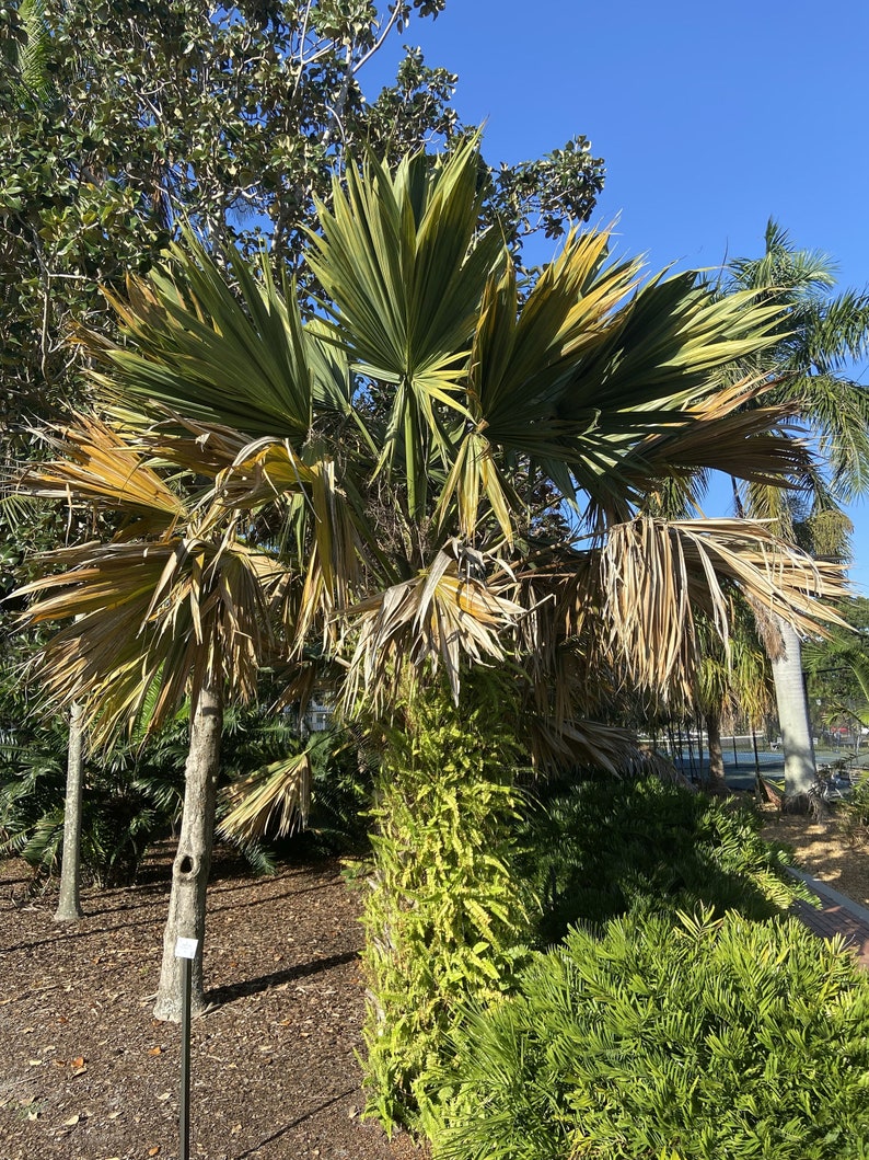 Sabal Palmetto 'lisa' - Mutant Palm! - Etsy