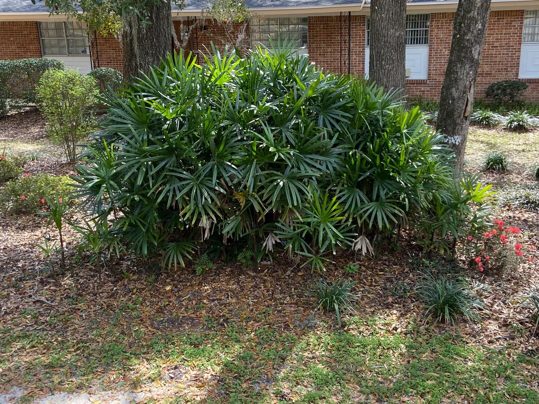 Rhapis Excelsa Seeds. Lady Palm. Cold-hardy! - Etsy