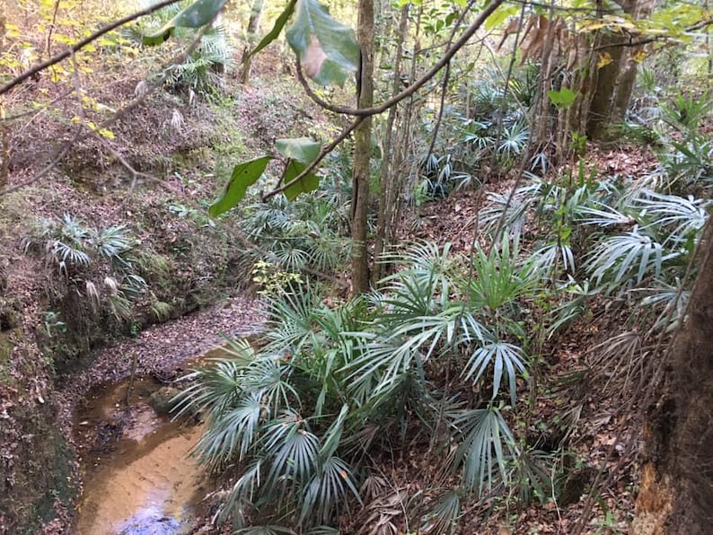 Rhapidophyllum Hystrix Seeds. Needle Palm, Cold Hardy! - Etsy