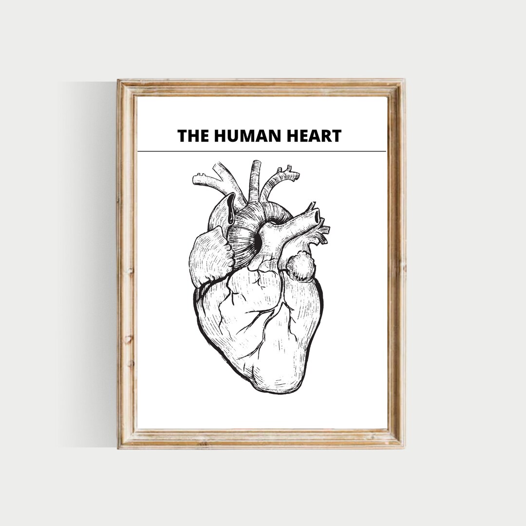 The Human Heart PRINTABLE School Anatomy Science Print - Etsy Ireland