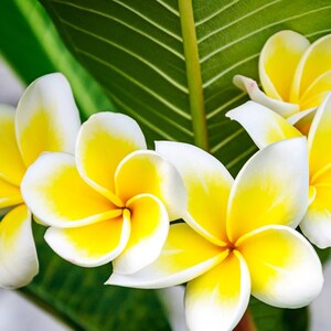 PLUMERIA - Reed Diffuser & Room Spray – Tropical Floral Spring Summer ...