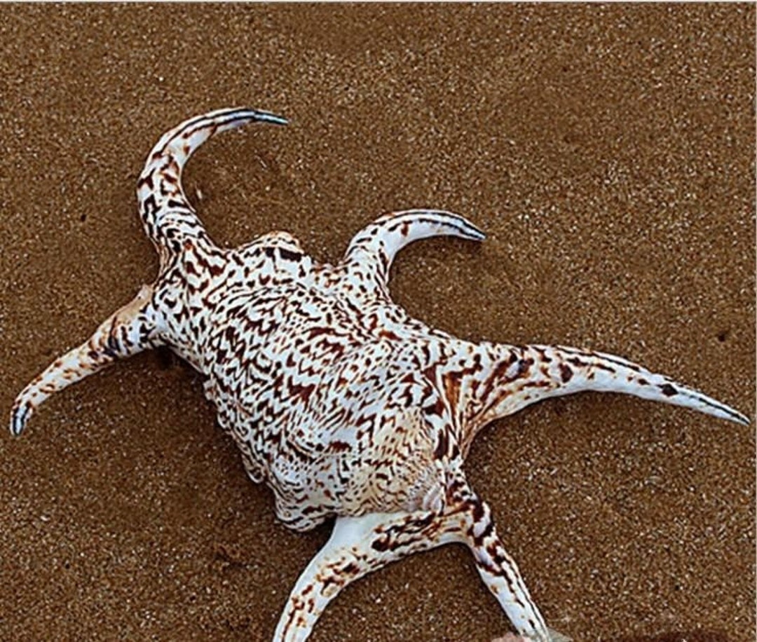 Water Word Snail Hexagonal Snail Big Snail Shell Starfish Decoration ...