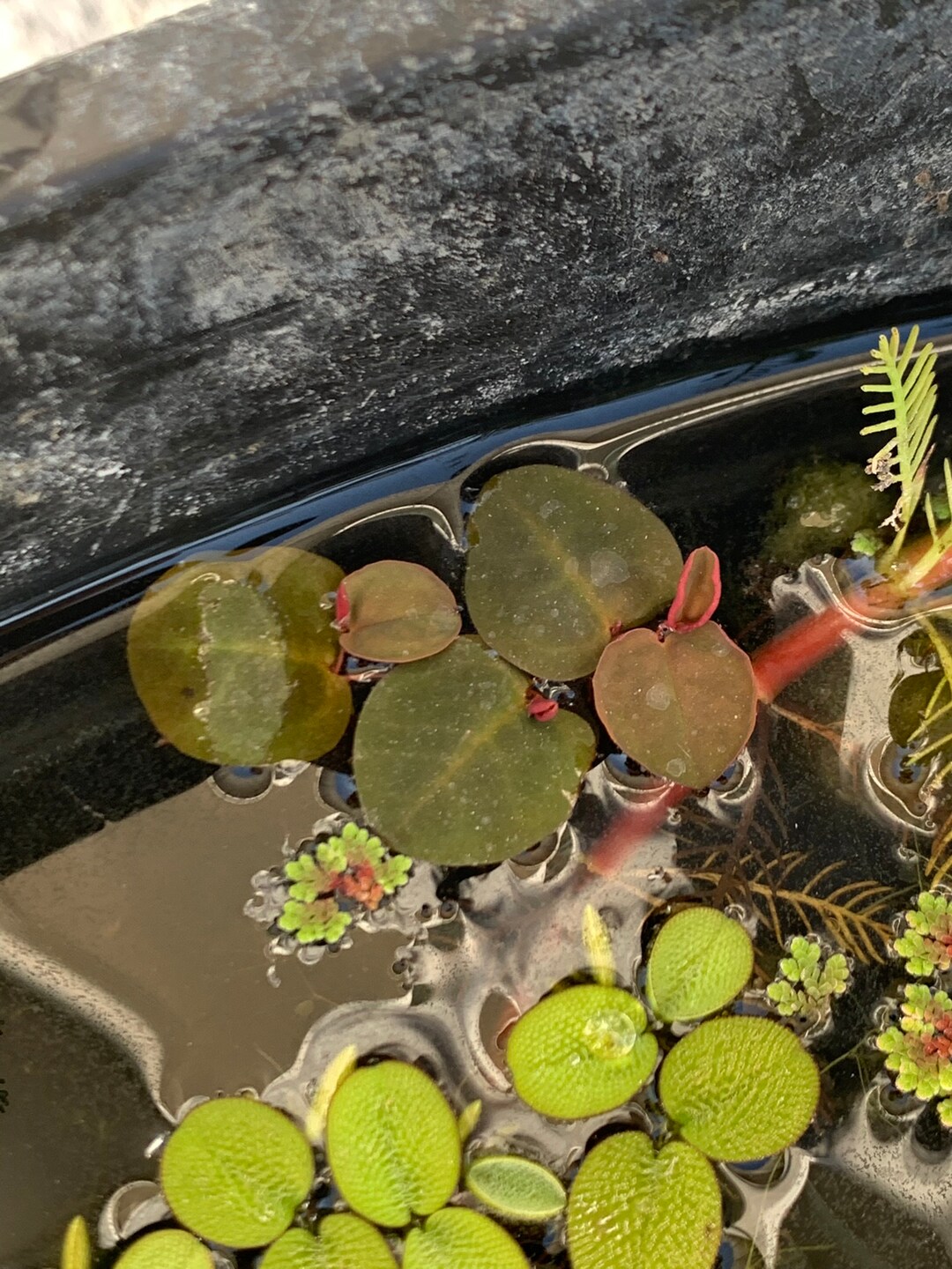 Red Root Floaters - Etsy