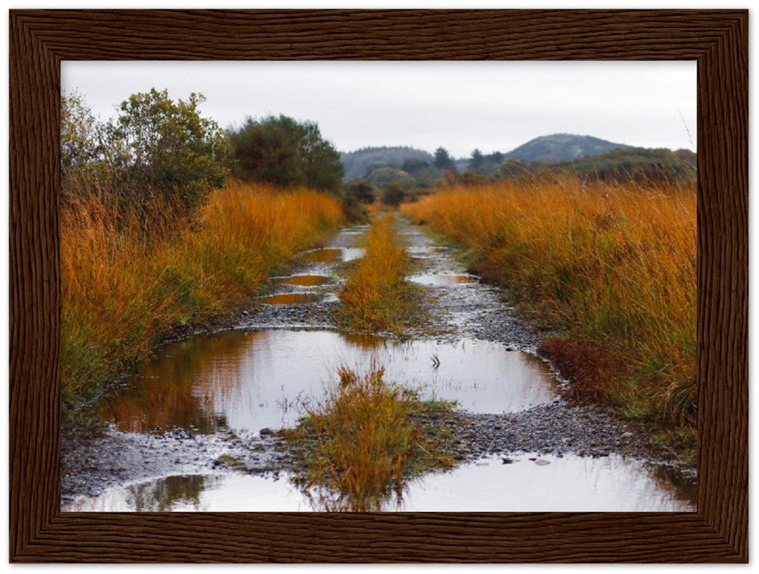 Autumn Colour Irish Bogland Mayo Ireland. Fall Colour. Old - Etsy