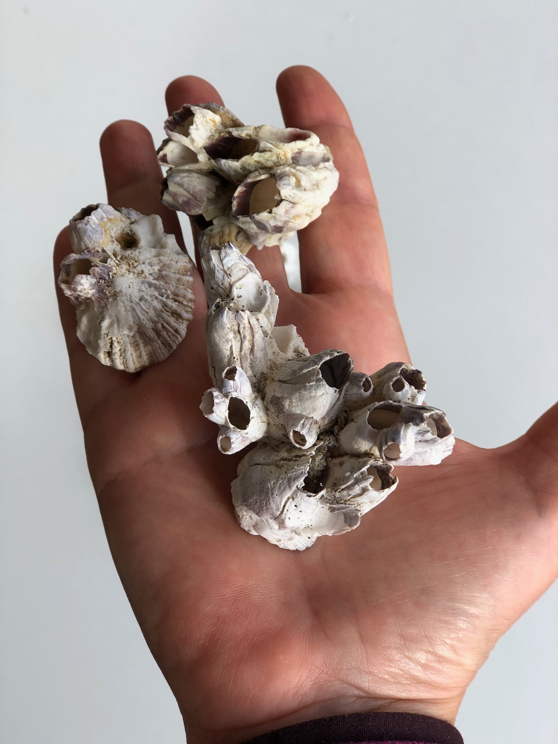 12 Barnacle Clusters for Terrariums and Craft Supplies - Etsy