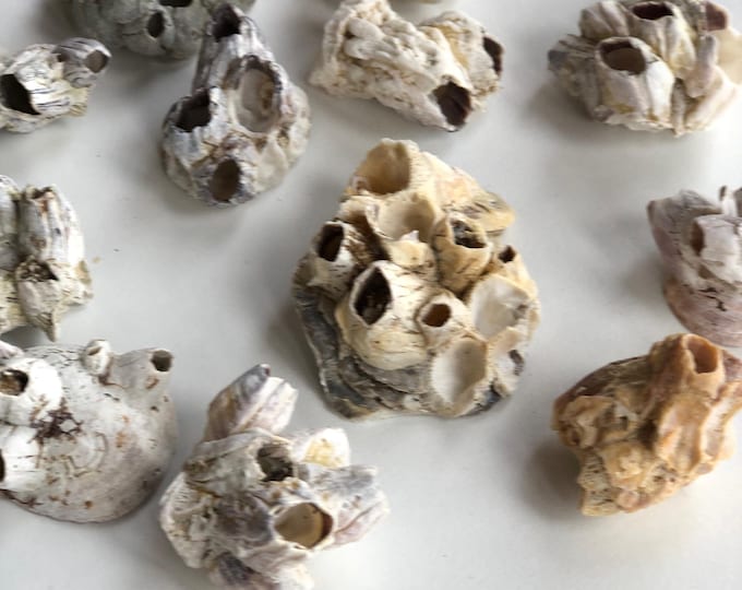 12 Barnacle Clusters for Terrariums and Craft Supplies, Seashell Art ...