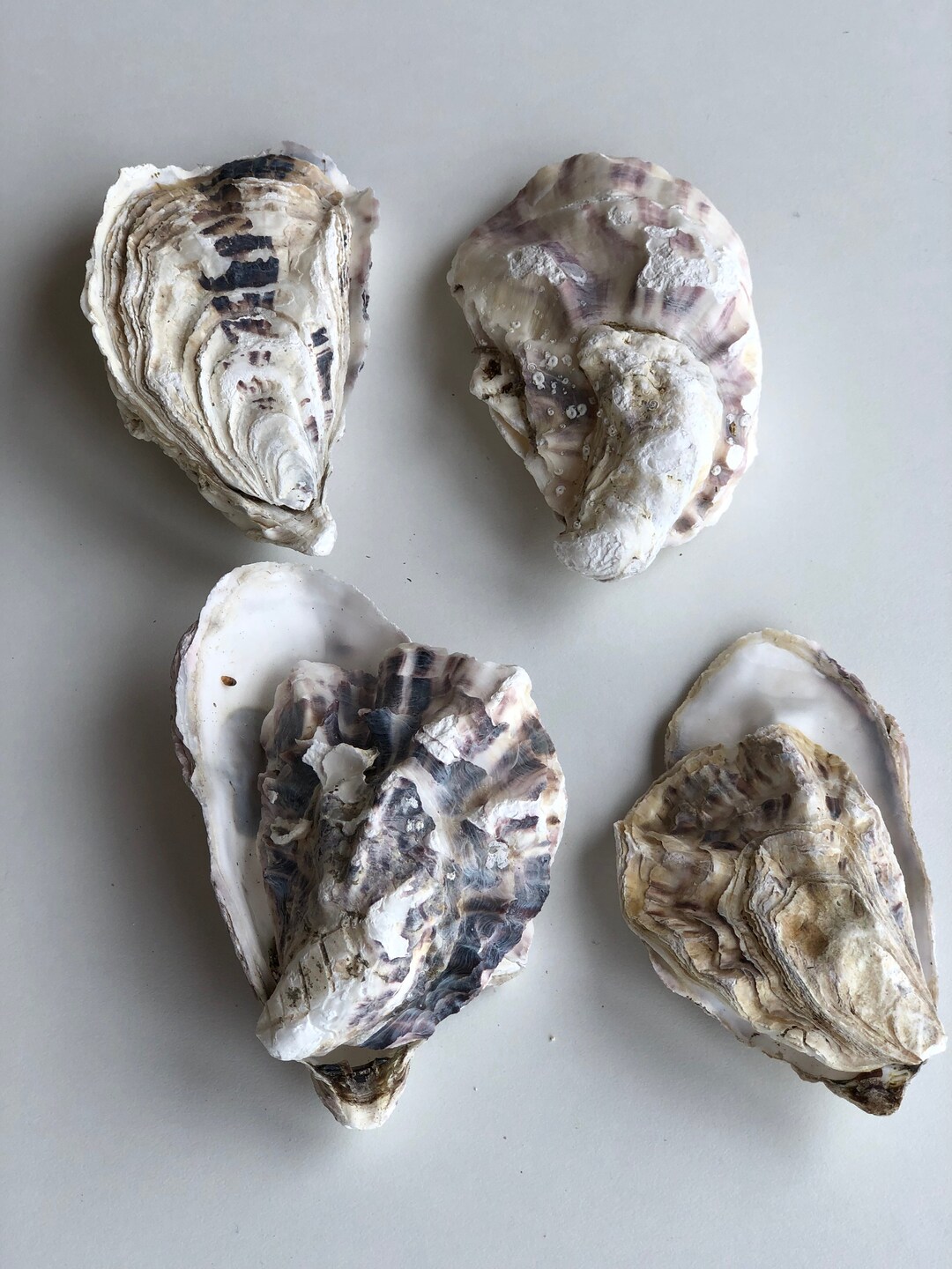 8 Beautifu Purple Pink Oyster Shell Cups Perfect for Home Decoration ...