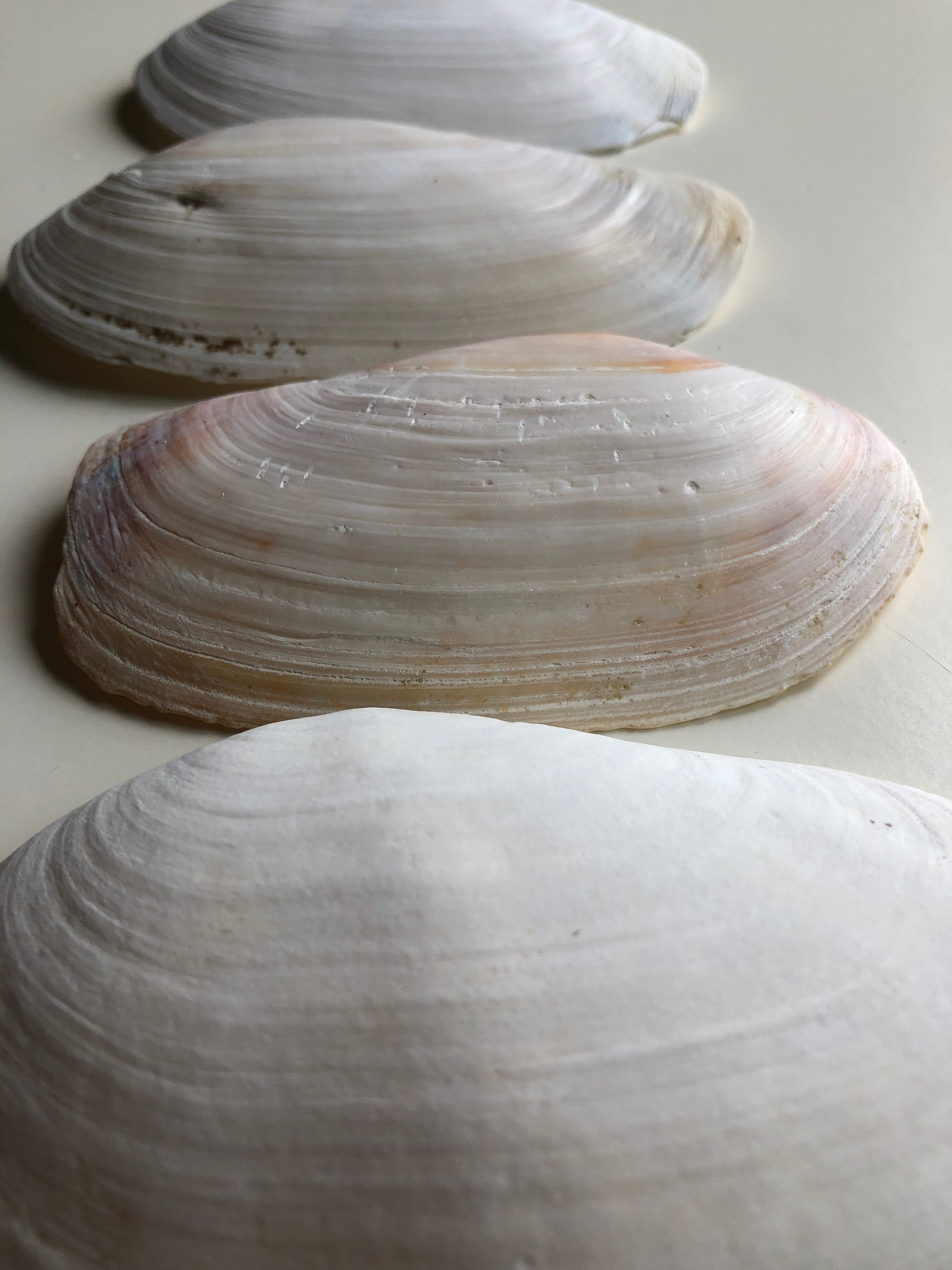 Lot of 15 Sunray Venus Seashells Beach Decor Shell Art - Etsy