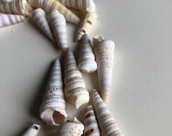 Atlantic Auger Shell - Etsy