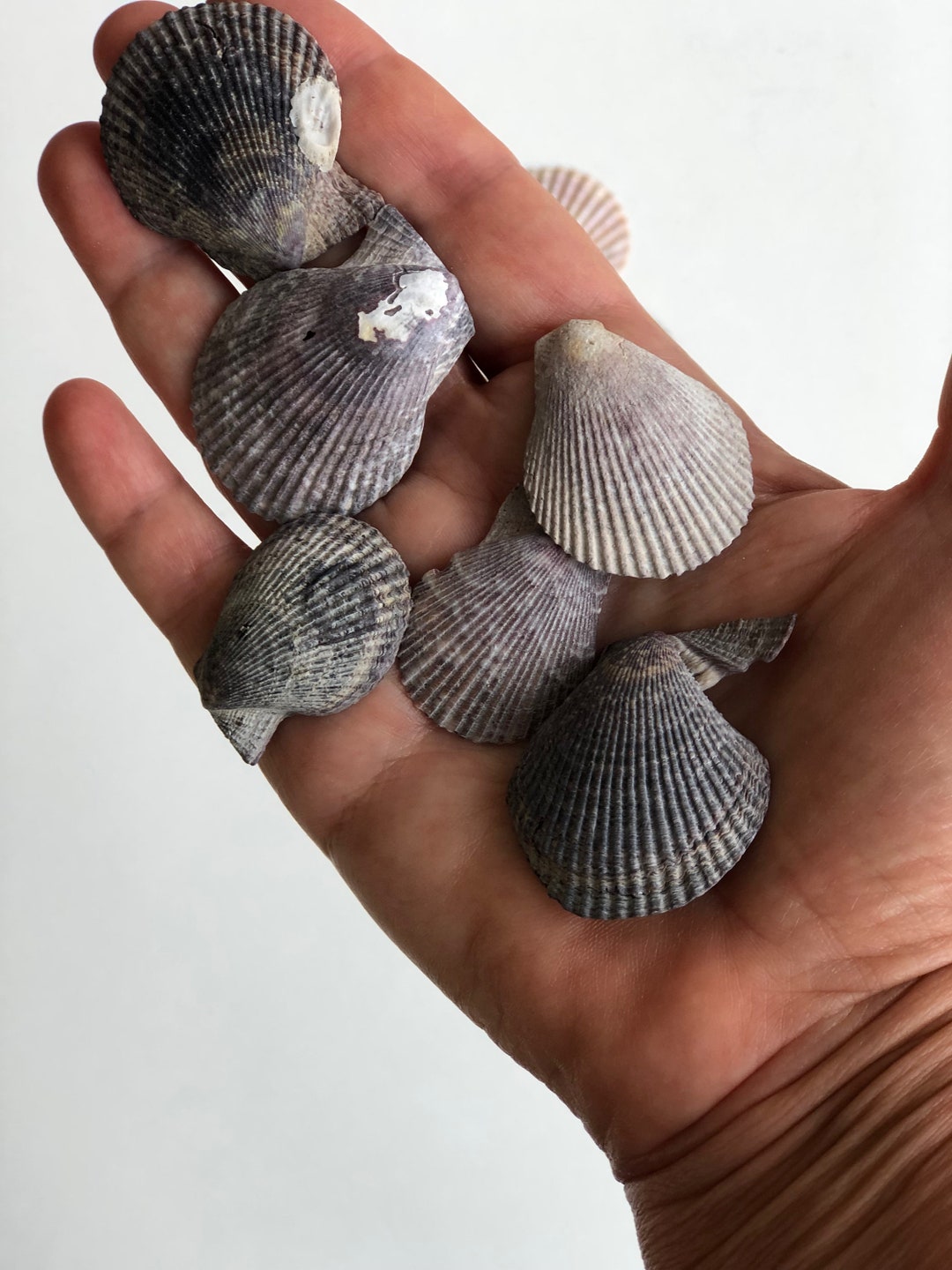 12 Mini Purple Pectin Scallop Shells, Perfect for Picture Framing ...