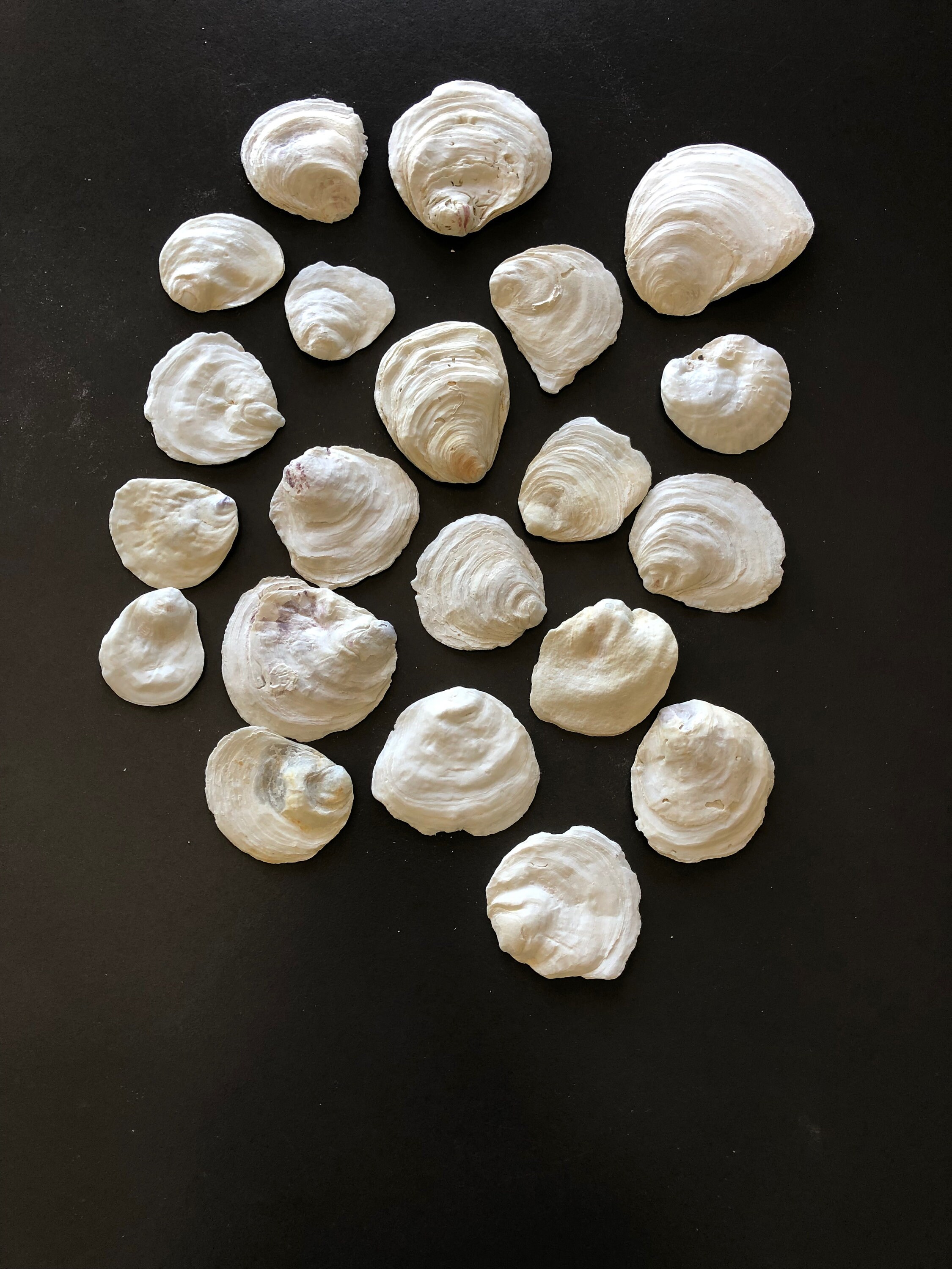 20 Natural Atlantic Flat Oyster Shells, Small Oyster Shells for Crafts ...