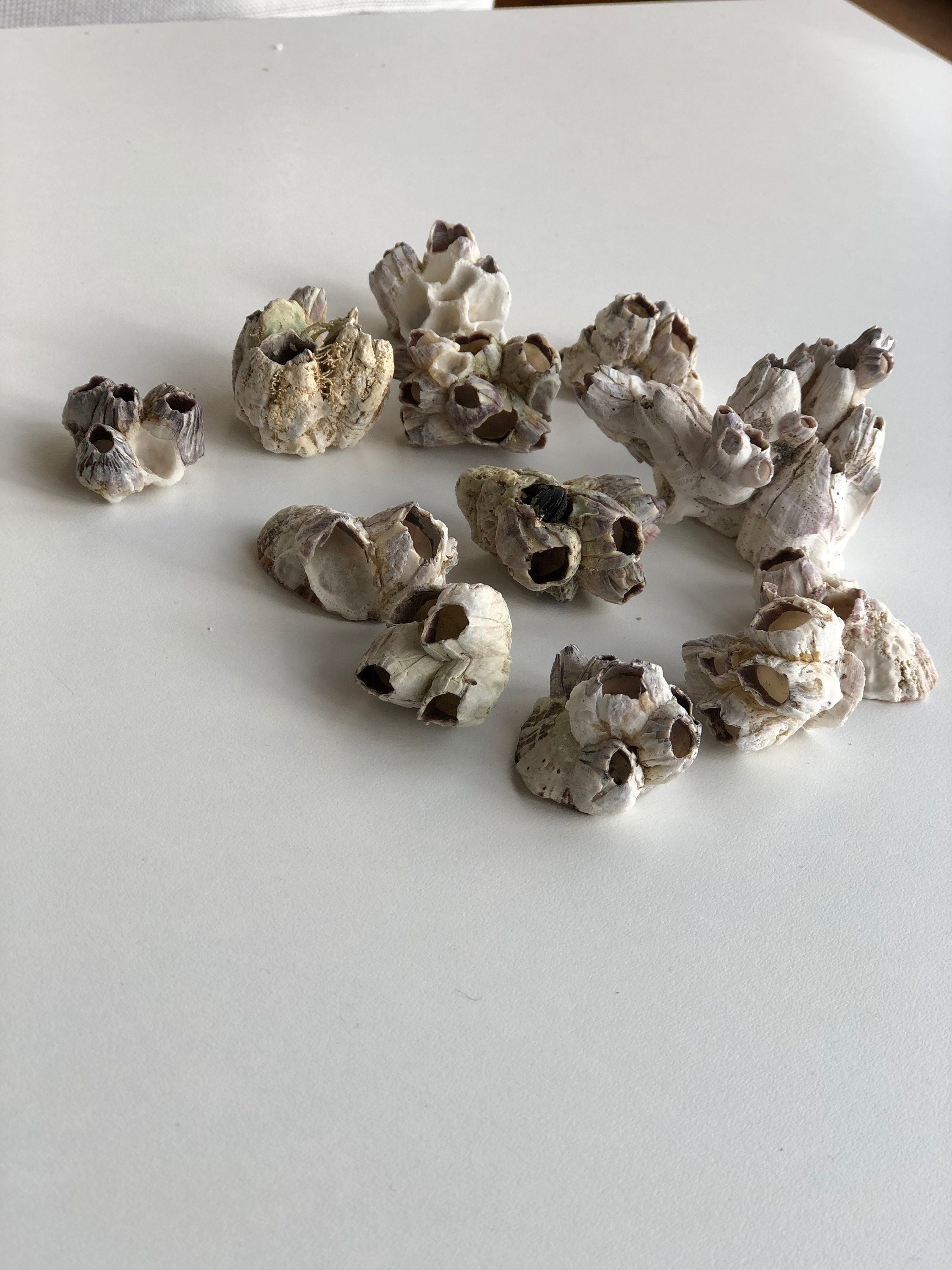 12 Barnacle Clusters for Terrariums and Craft Supplies - Etsy