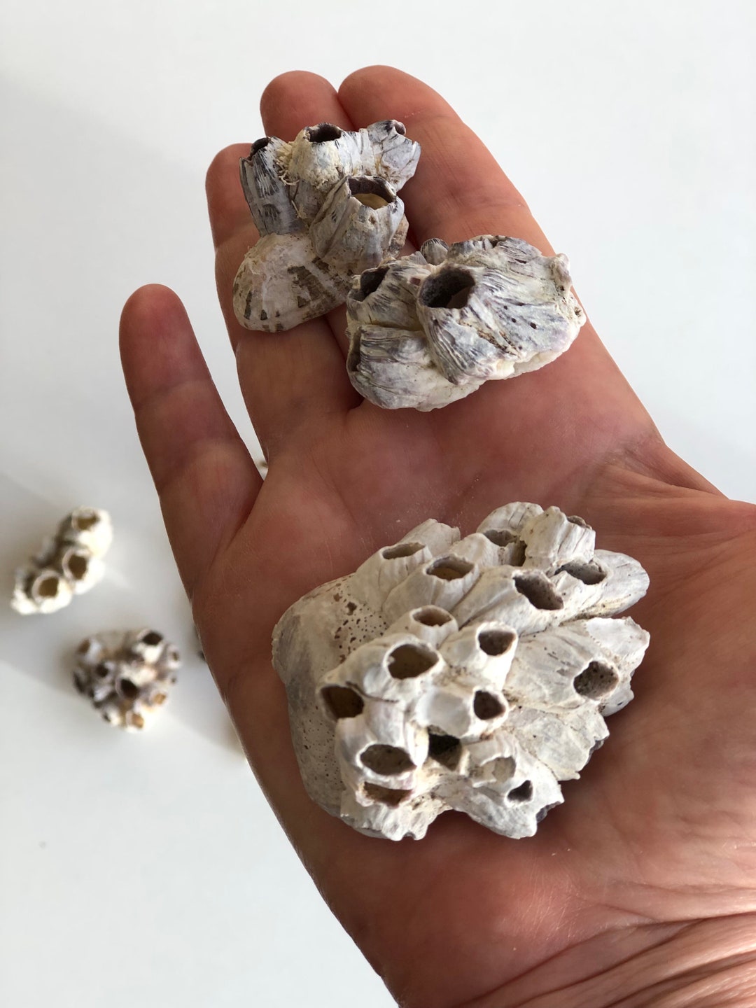 12 Barnacle Clusters for Terrariums and Craft Supplies - Etsy