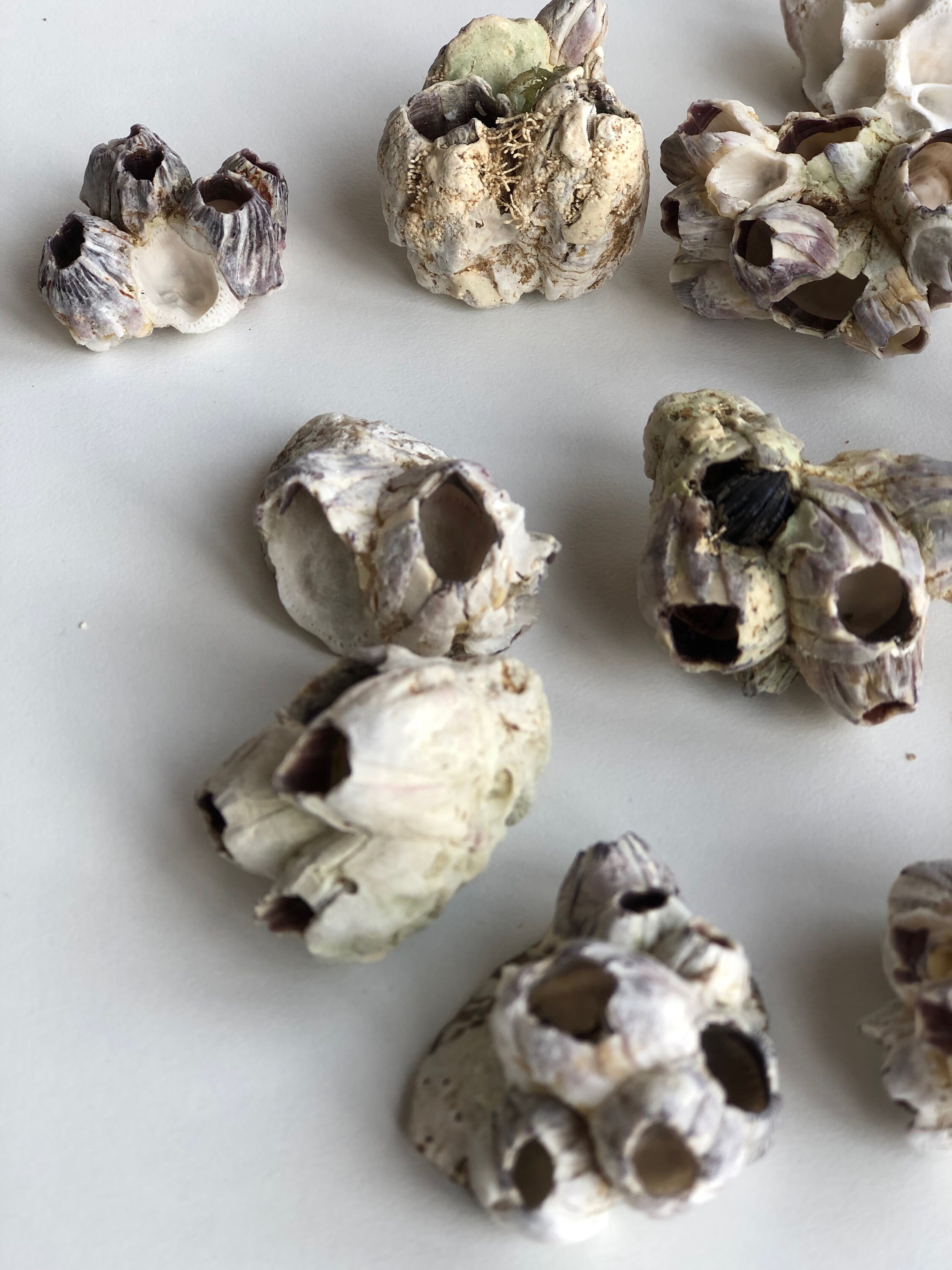 12 Barnacle Clusters for Terrariums and Craft Supplies - Etsy