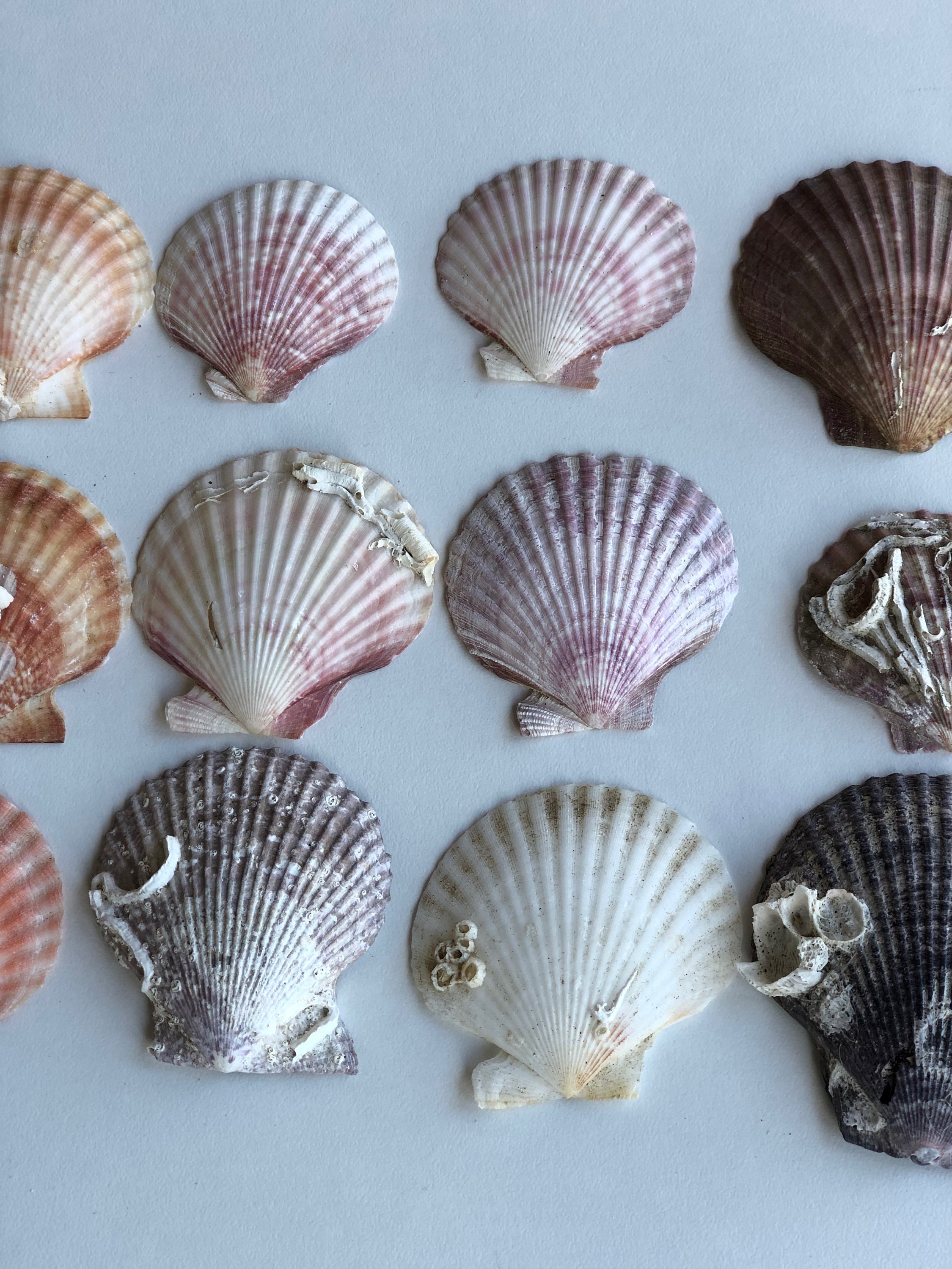 12 Pieces Beautiful Pink , Purple Scallop Shells , Perfect for Framing ...