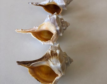 Atlantic Conch Shell - Etsy