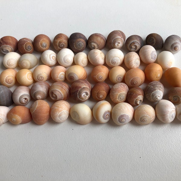 Periwinkle Shells - Etsy