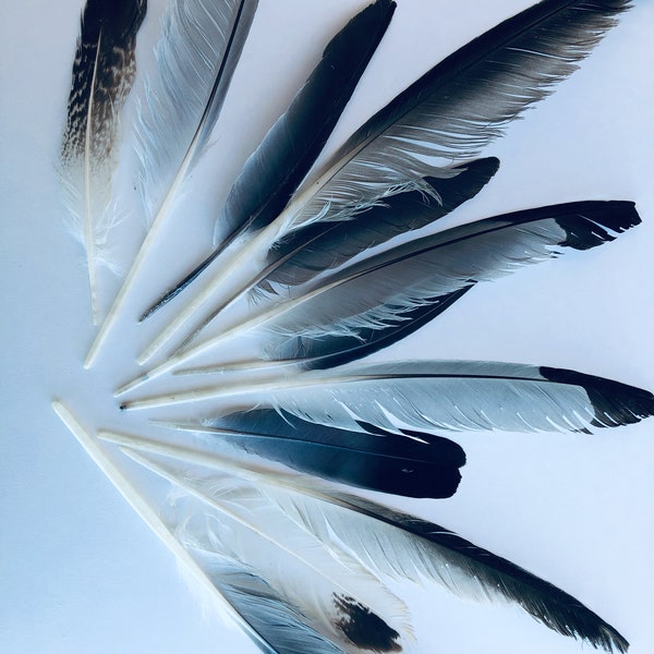 Seagull Feather - Etsy