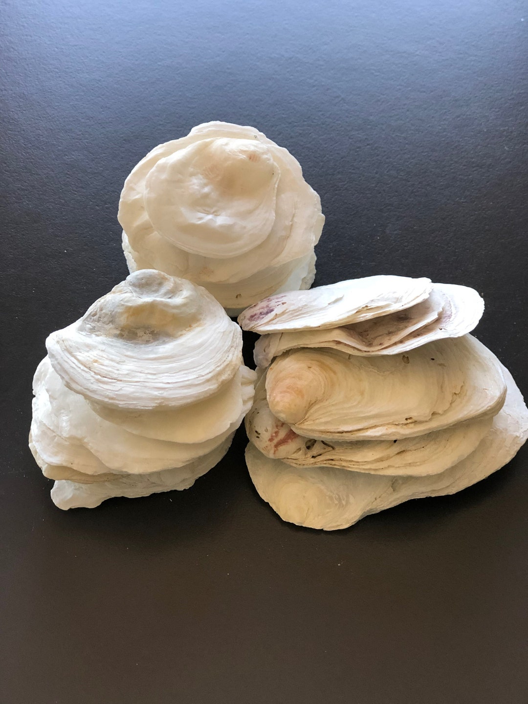 20 Natural Atlantic Flat Oyster Shells, Small Oyster Shells for Crafts ...