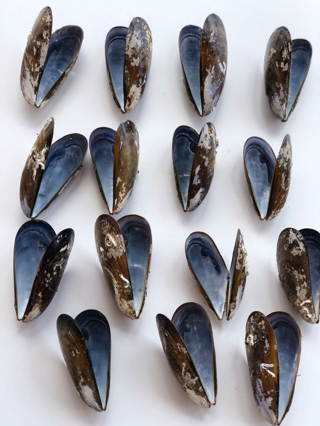 30 Pieces Large Size Black Mussel Shells Lot, Ideal for Beach Wedding ...