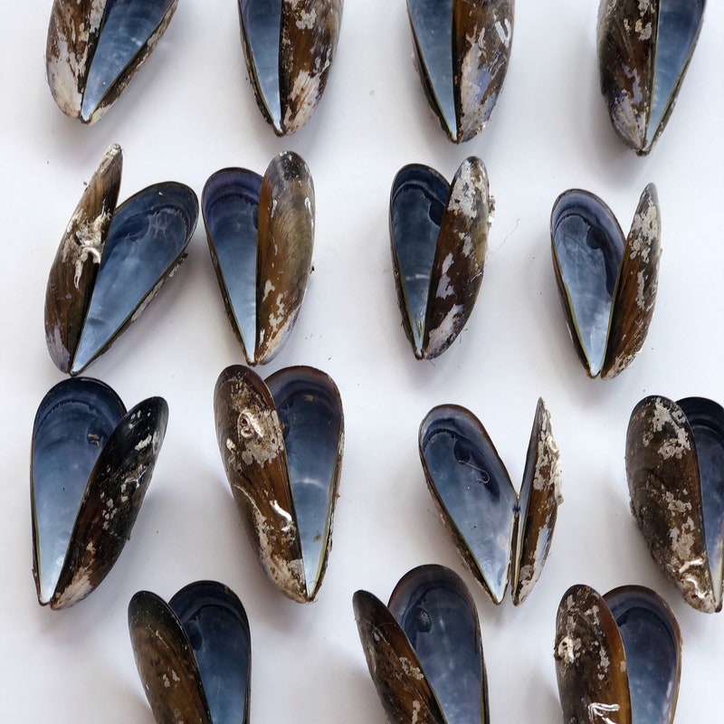 Large Mussel Shells - Etsy
