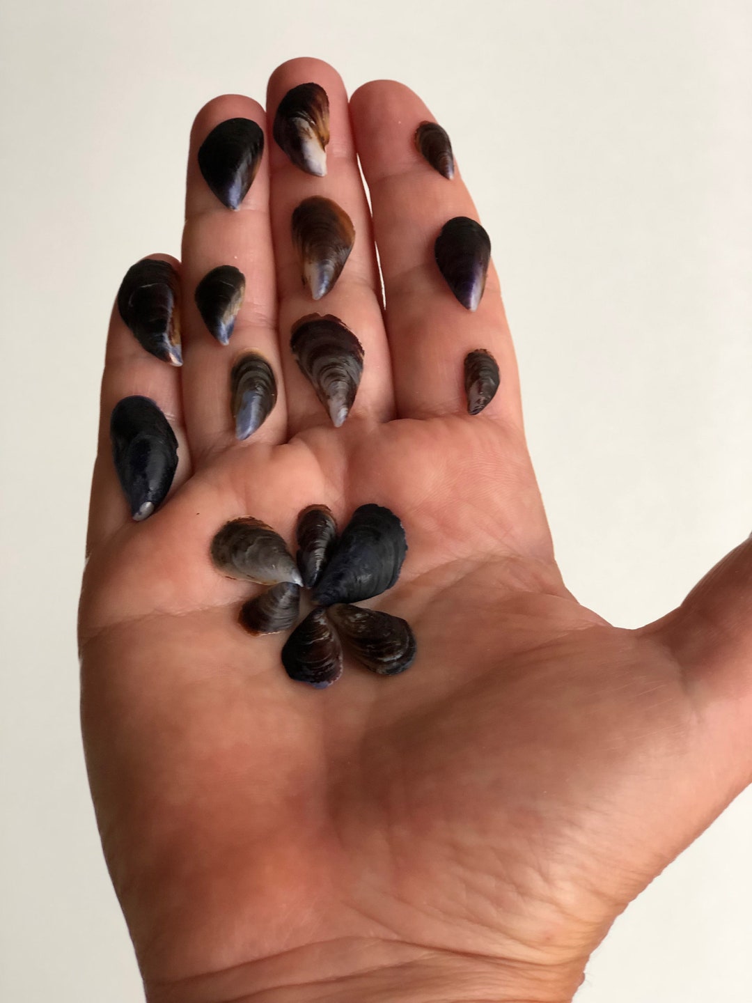 40 Pieces of Cute Mini Baby Mussels, Perfect for Vase Filler, Aquariums ...