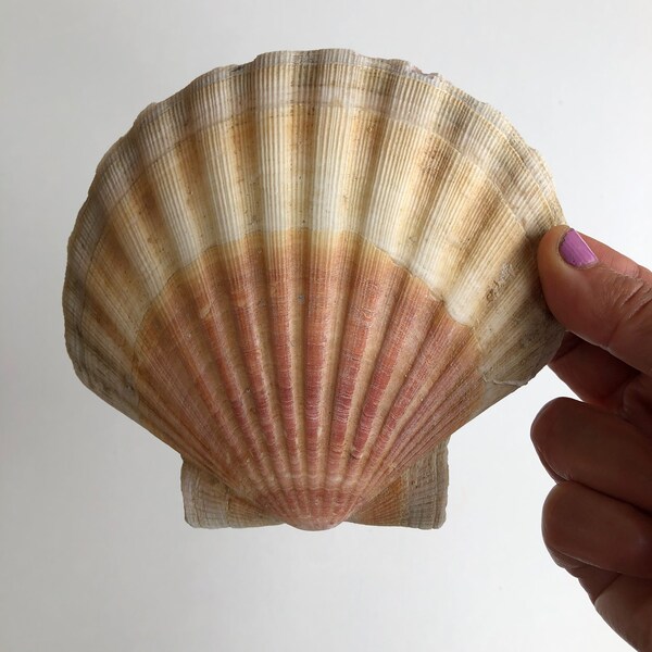 Scallop Shell - Etsy