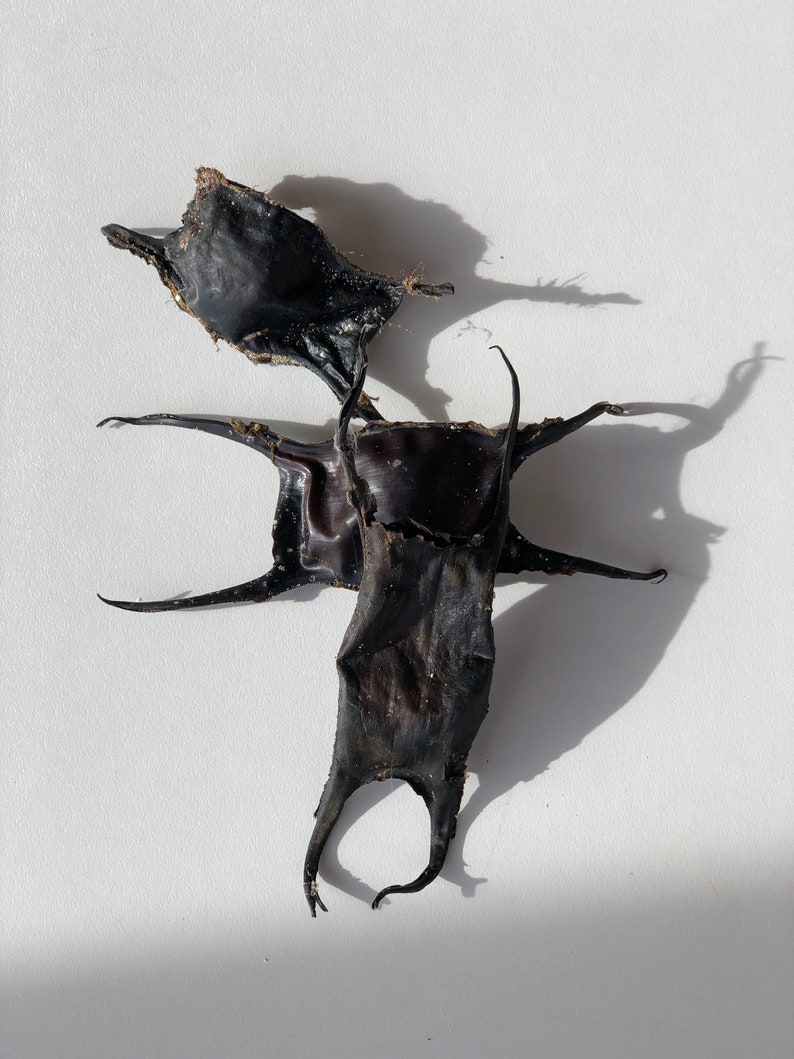 3 Rare Mermaid's Purse Also Known as Stingray Egg Case Perfect for ...