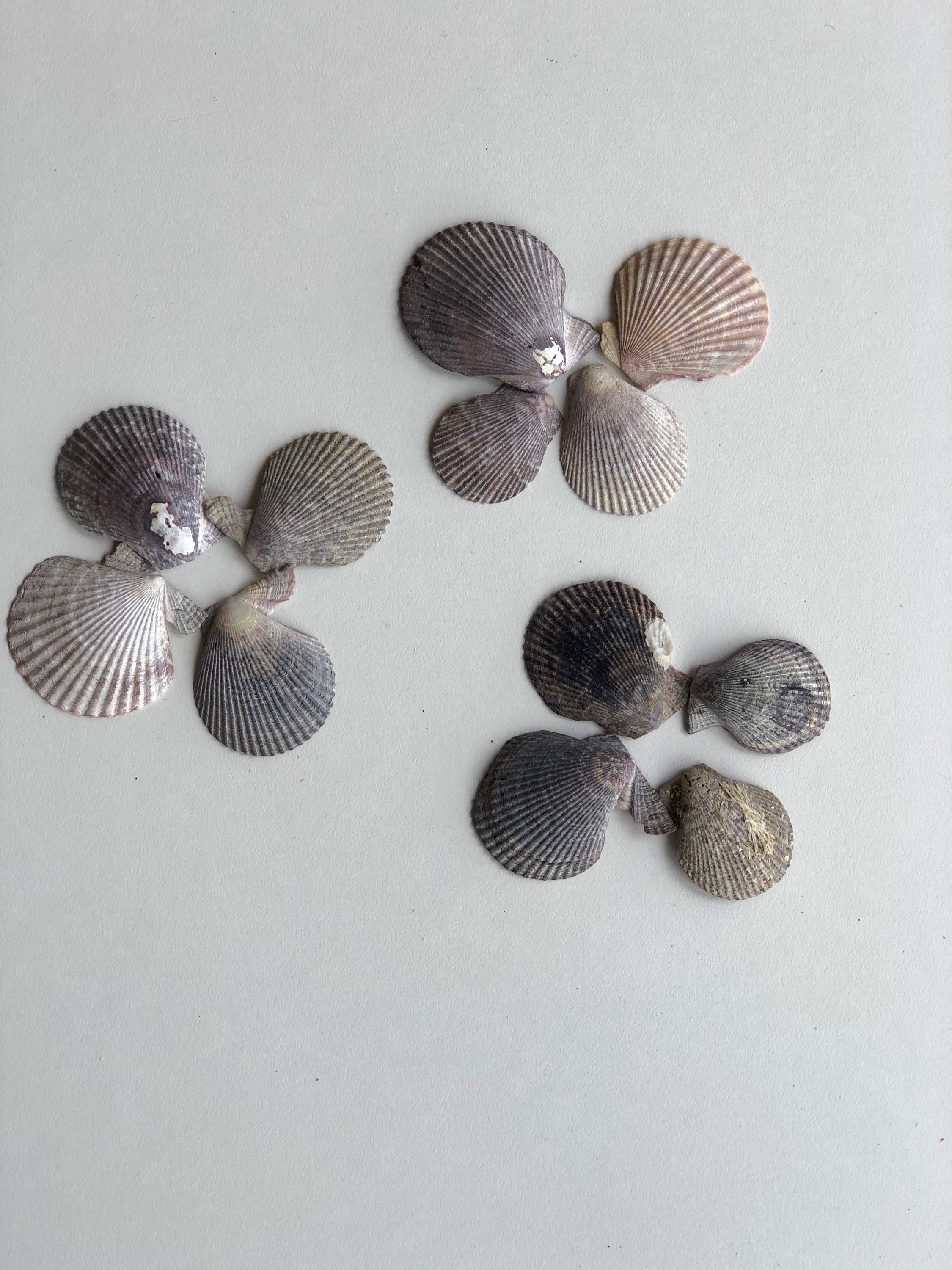 12 Mini Purple Pectin Scallop Shells, Perfect for Picture Framing ...