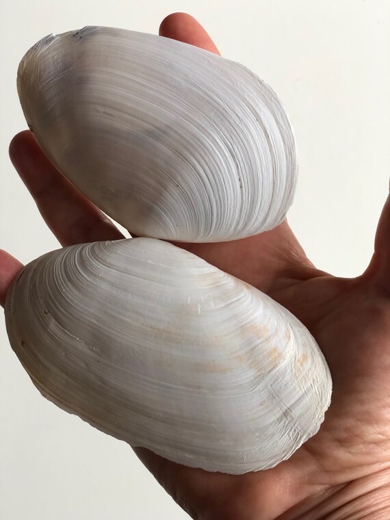 Lot of 15 Sunray Venus Seashells Beach Decor Shell Art - Etsy