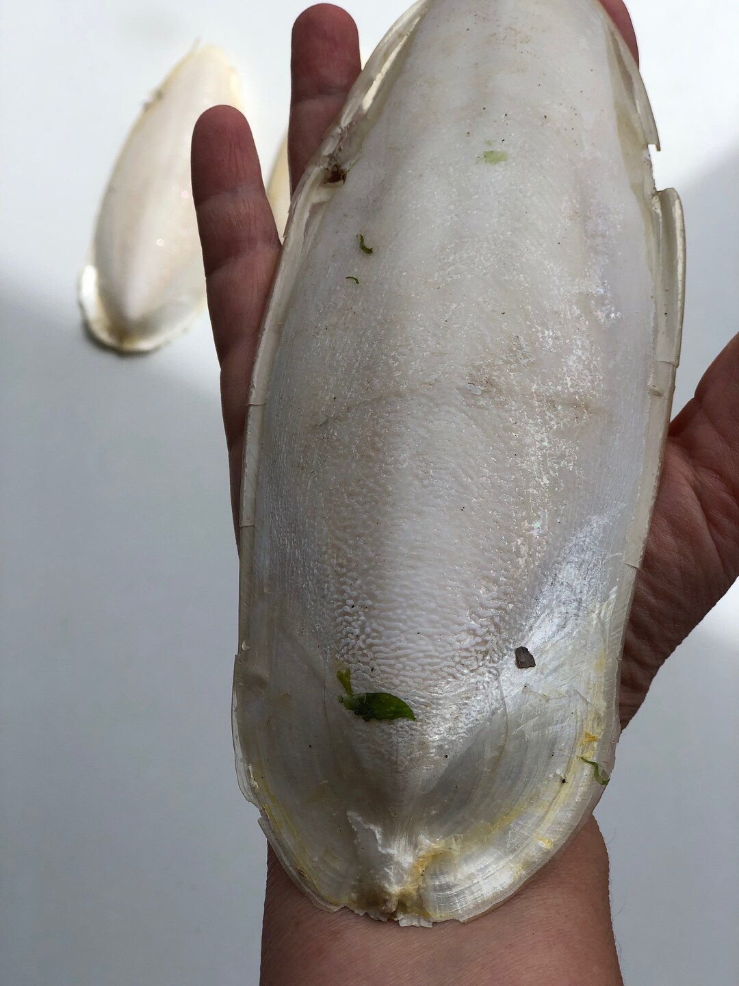 Set of 4 Cuttlefish Bones,calcium Supplement, Sepia , Bird Food, Land ...