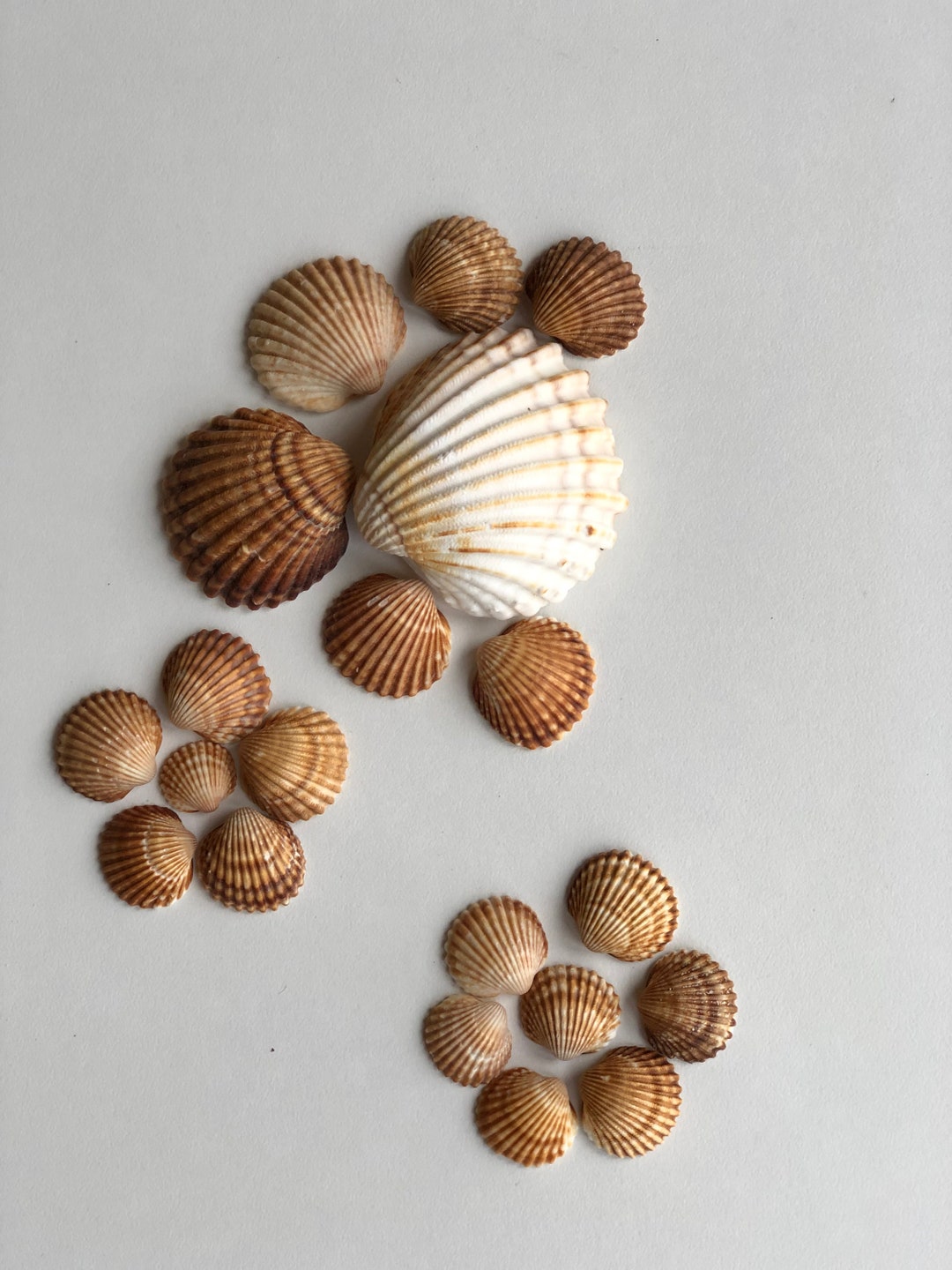 20 Small Atlantic Cockle Shells , Natural Seashells, Sea Shells Art ...