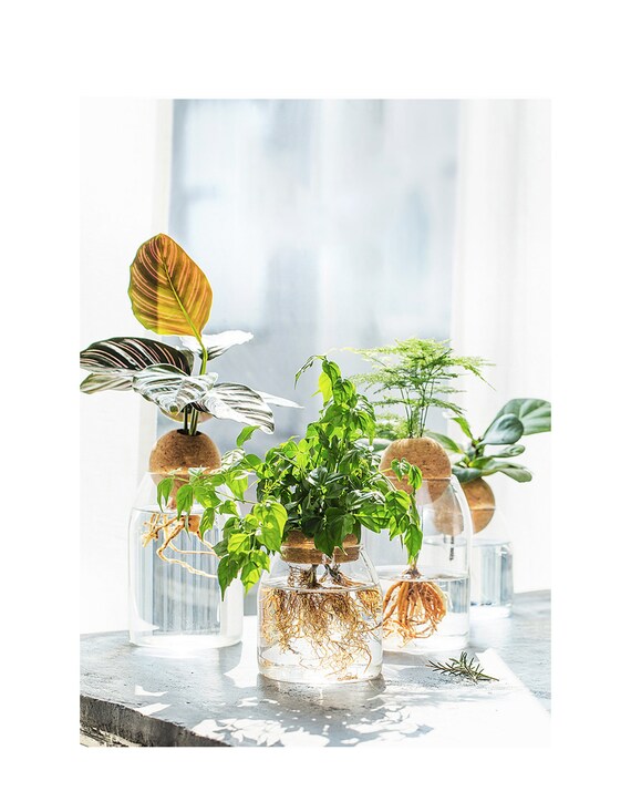Creative Transparent Hydroponic Glass Vase With Cork Green - Etsy
