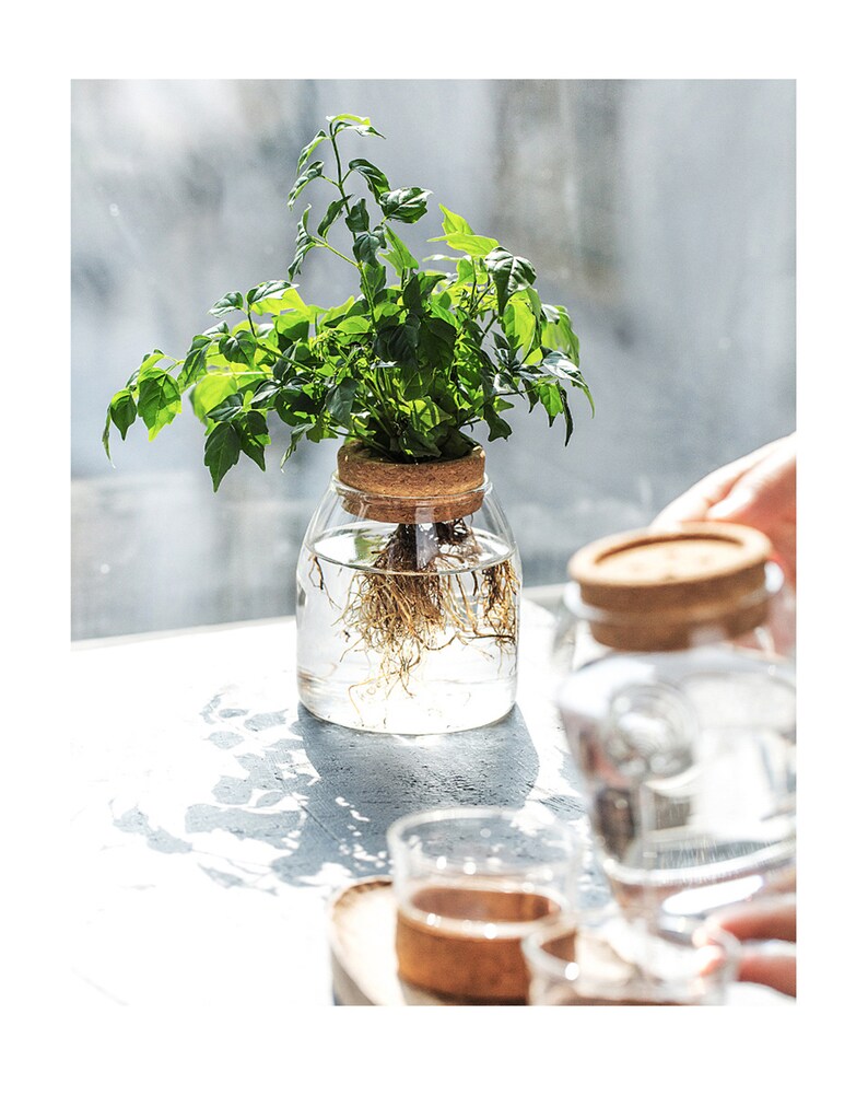 Creative Transparent Hydroponic Glass Vase With Cork Green - Etsy