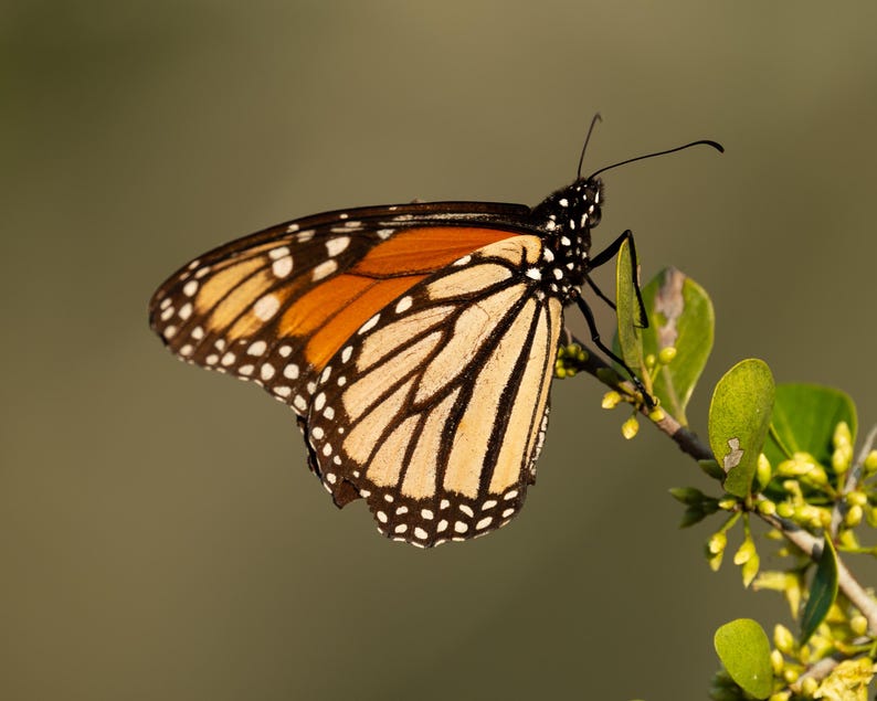 Monarch Butterfly Photography | Digital Download | Butterfly Wall Art ...