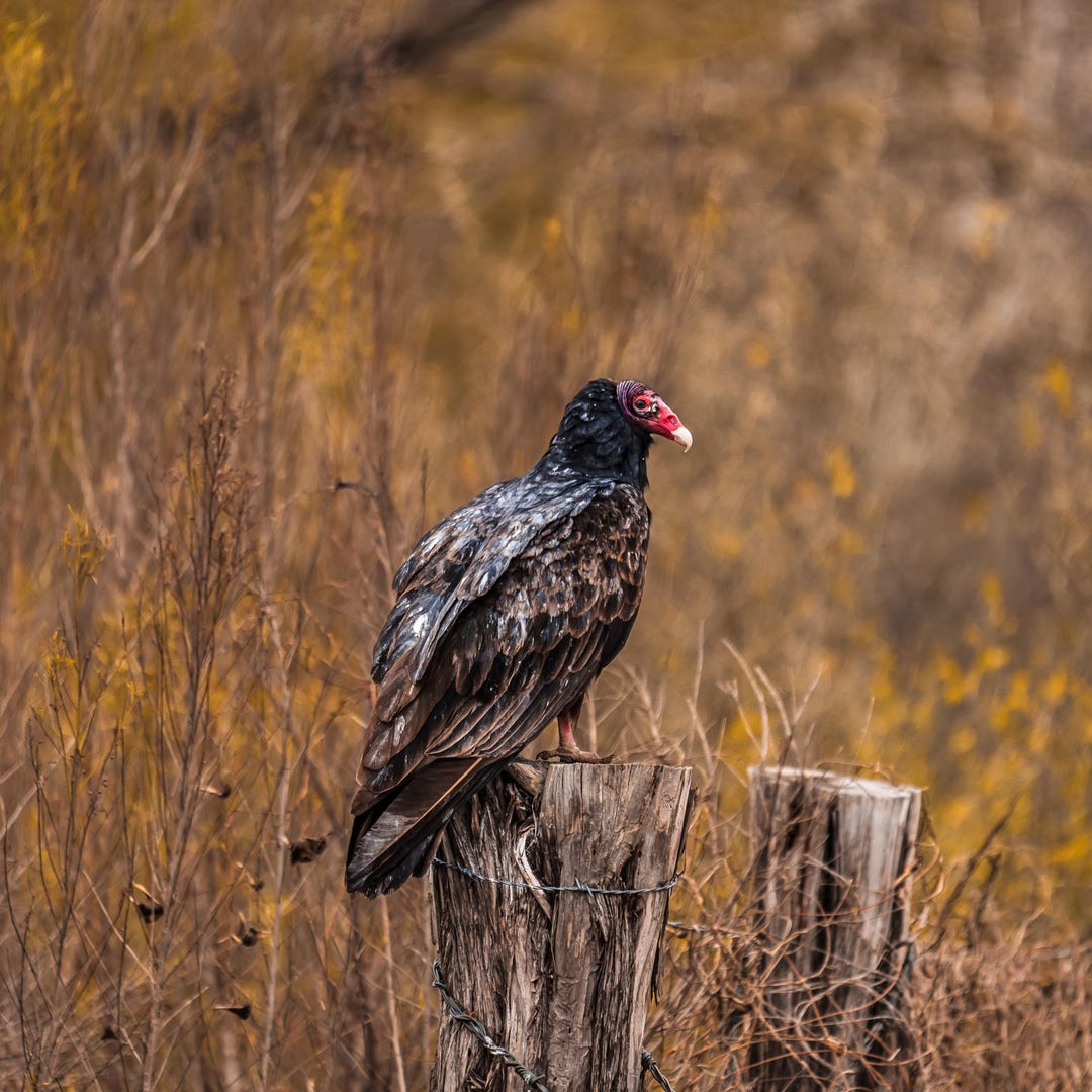 Turkey Vulture Photograph | Texas Wildlife Art | Digital Download - Etsy