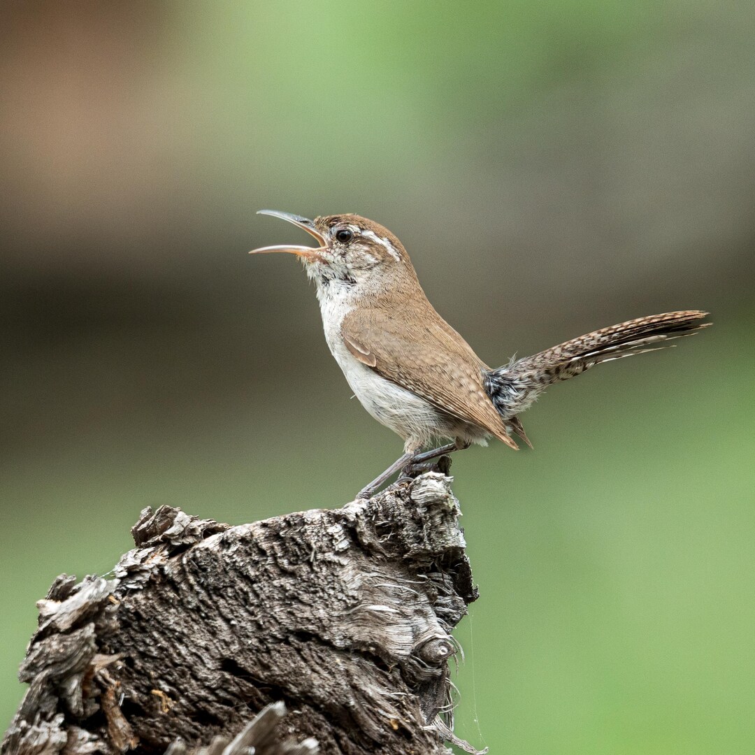 Bewick's Wren Wildlife Photography Print | Nature Bird Wall Art ...