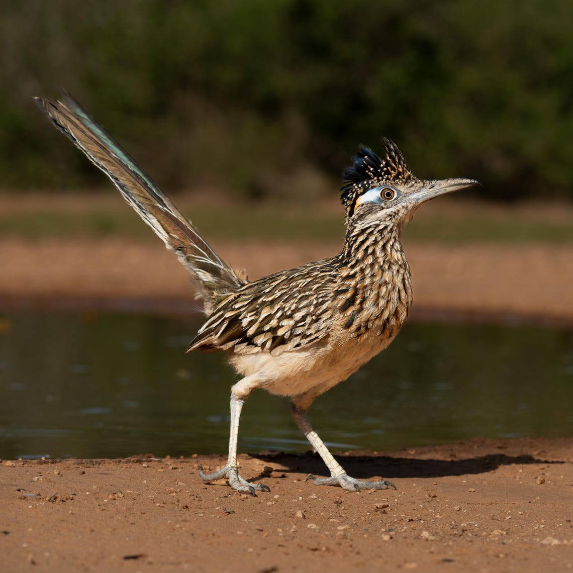 Greater Roadrunner Wildlife Photography | Digital Download | Wall Art ...
