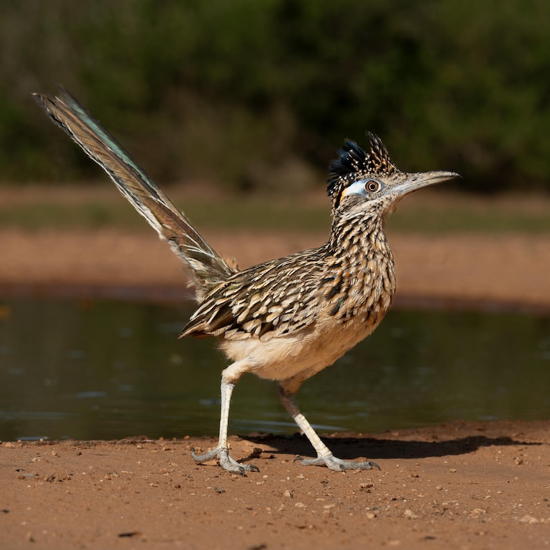 Greater Roadrunner Wildlife Photography | Digital Download | Wall Art ...