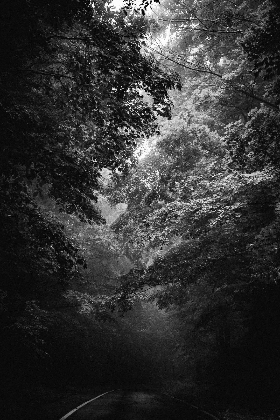 Rainy Trees in Sleeping Bear Dunes, Michigan DIGITAL PRINT - Etsy