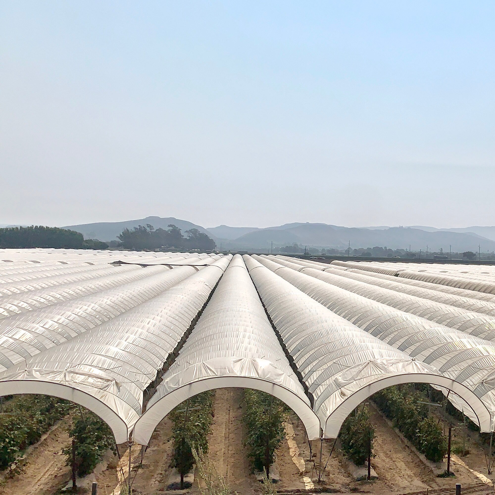 32 Ft Wide and 50 Ft Long Plastic Grow Film | Clear | 6 Mil 4 Year UV ...