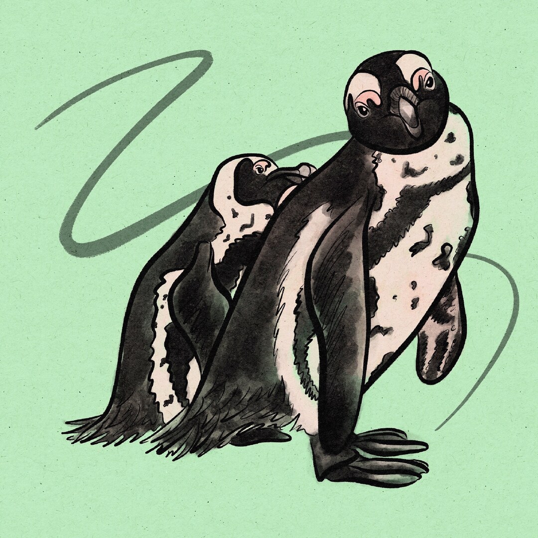 African Penguins - Etsy