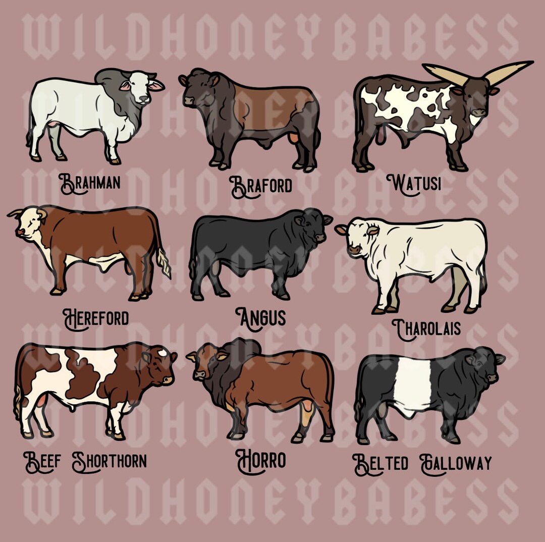 Buy Cattle Png, Cow Png, Bulls Png, Cattle Type Png, Types of Cattle ...