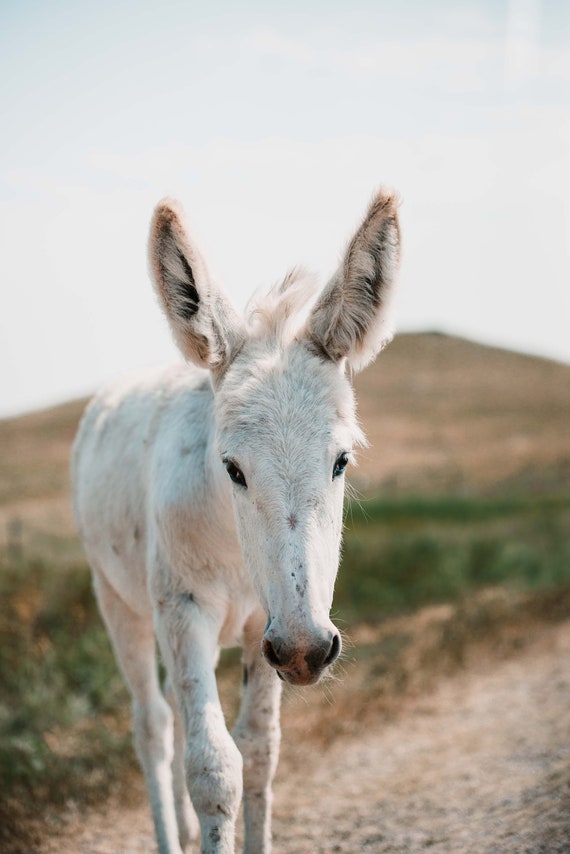 Custer State Park White Burro Foal Metal Photography Print | Etsy