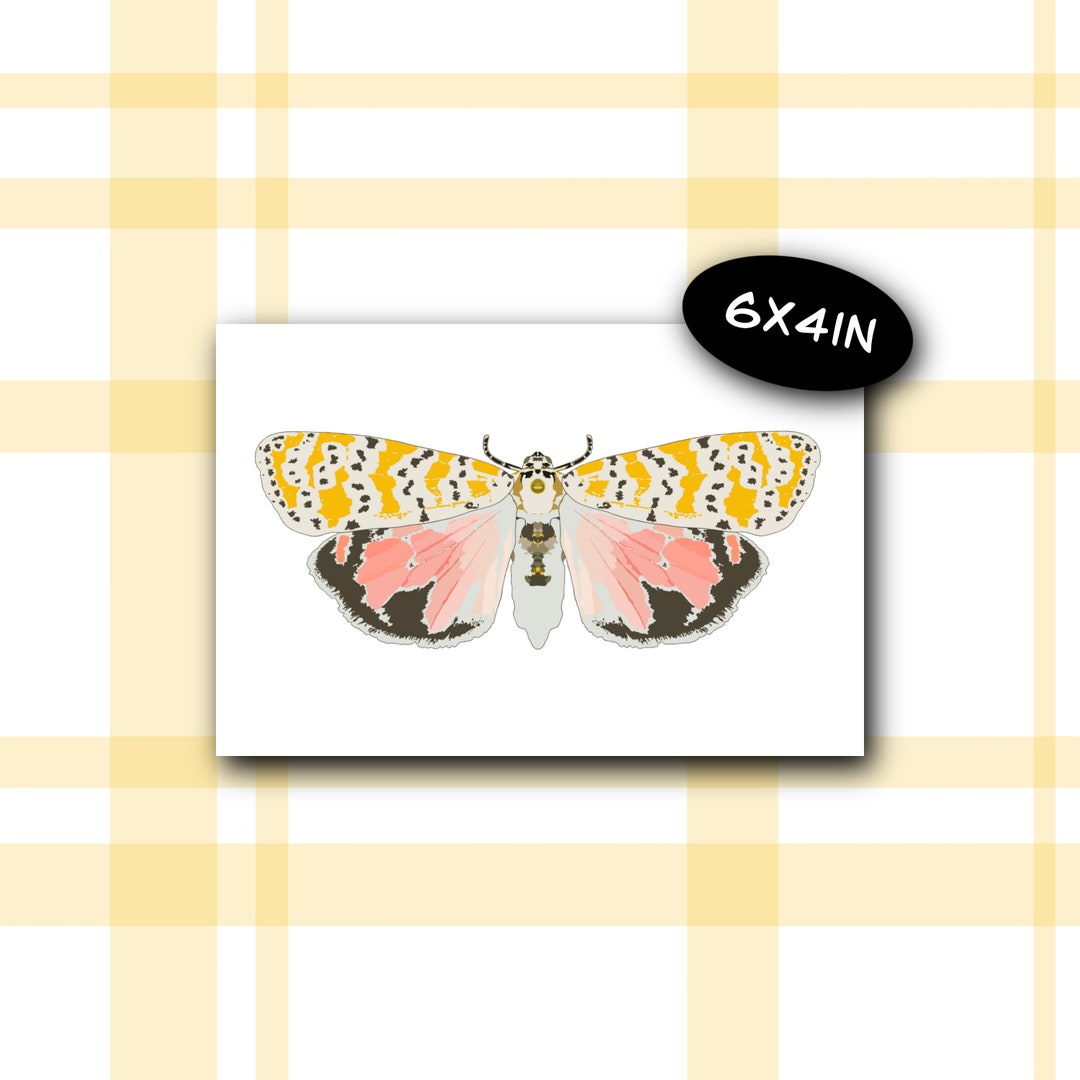 Bella Moth | Art Print | 4x6 Print, Mini Art Print, Postcard Print - Etsy